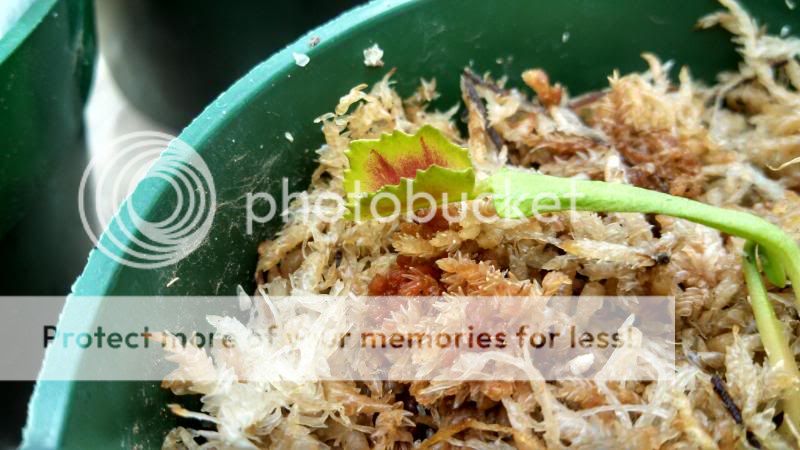 rellenburg's flytrap pics - FlyTrapCare Forums